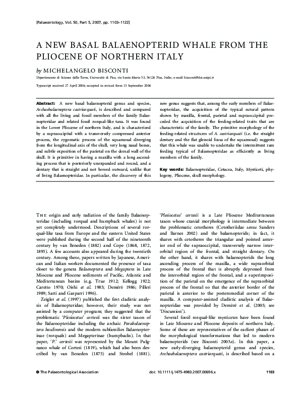(PDF) A New Basal Balaenopterid Whale from the Pliocene of Northern Italy
