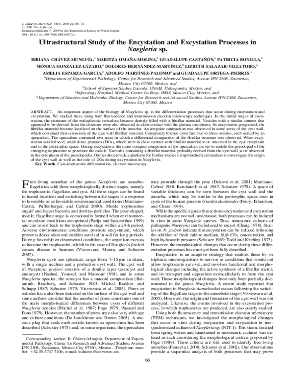 (PDF) Ultrastructural Study of the Encystation and Excystation ...