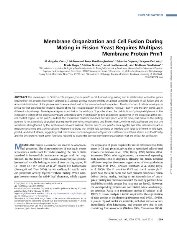 (PDF) Membrane Organization and Cell Fusion During Mating in Fission ...