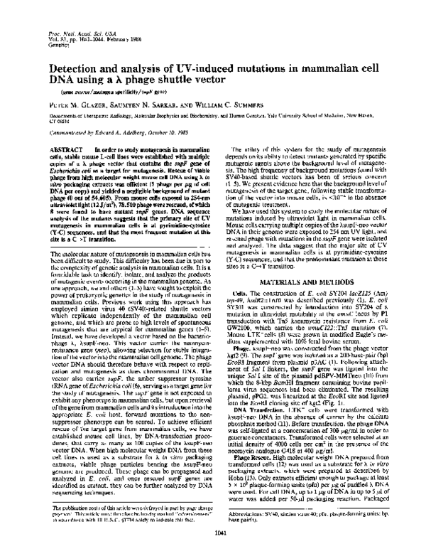 (PDF) Detection and analysis of UV-induced mutations in mammalian cell DNA using a lambda phage ...