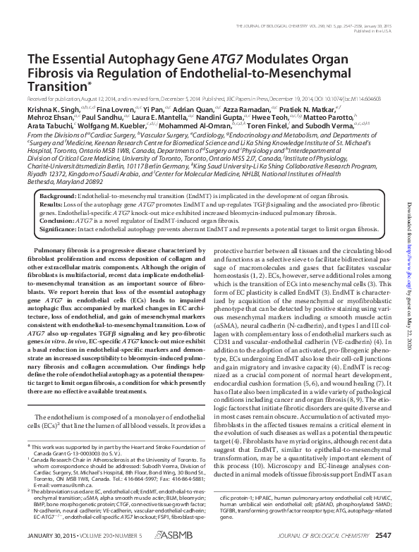 (PDF) The Essential Autophagy Gene ATG7 Modulates Organ Fibrosis via ...