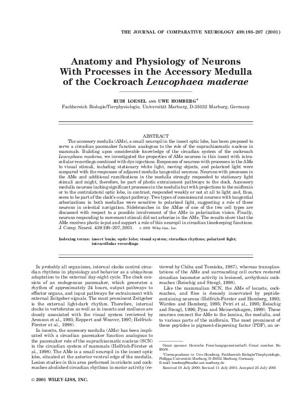 (PDF) Anatomy and physiology of neurons with processes in the accessory ...