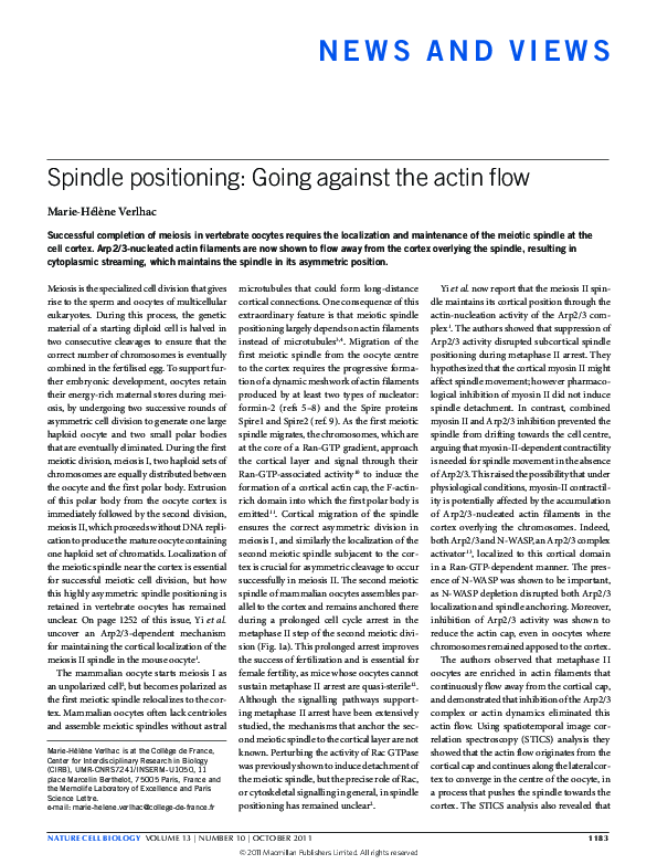(PDF) Spindle positioning: going against the actin flow