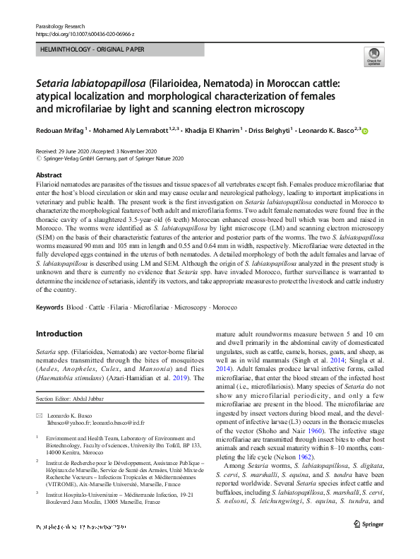 (PDF) Setaria labiatopapillosa (Filarioidea, Nematoda) in Moroccan ...