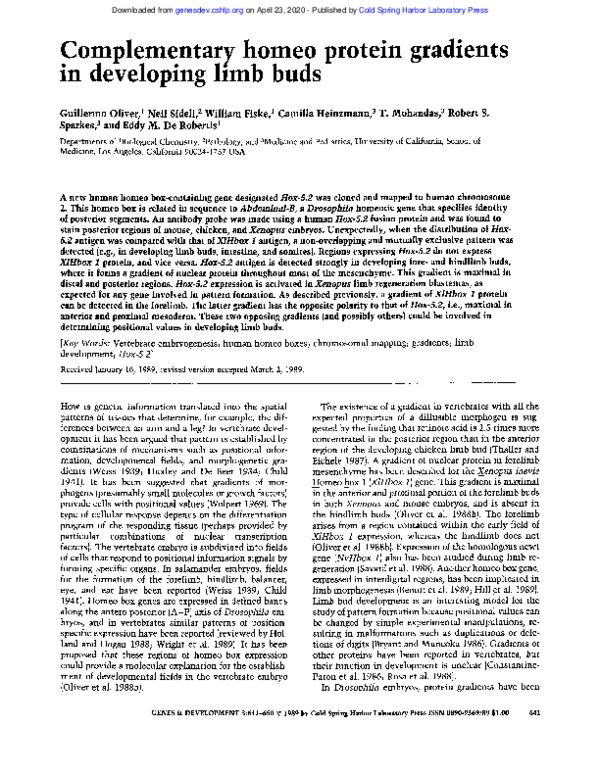 (PDF) Complementary homeo protein gradients in developing limb buds