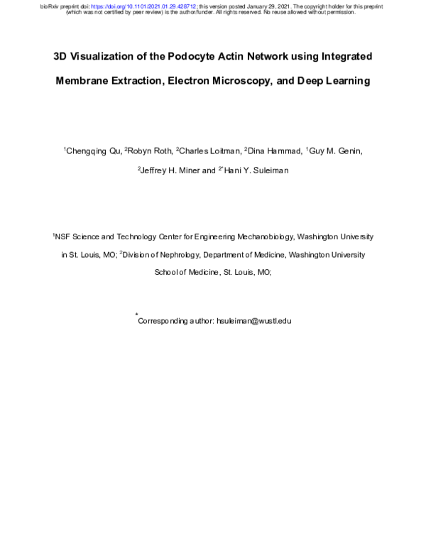 (PDF) 3D Visualization of the Podocyte Actin Network using Integrated ...