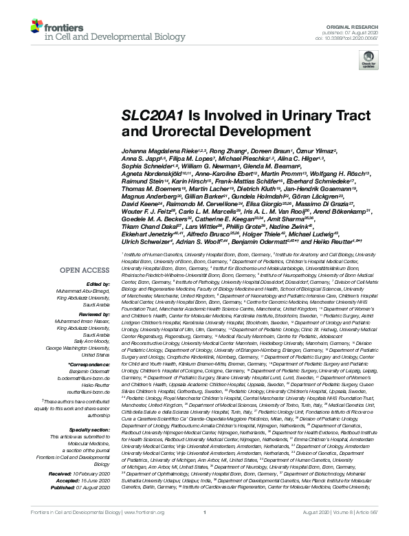 (PDF) SLC20A1 Is Involved in Urinary Tract and Urorectal Development