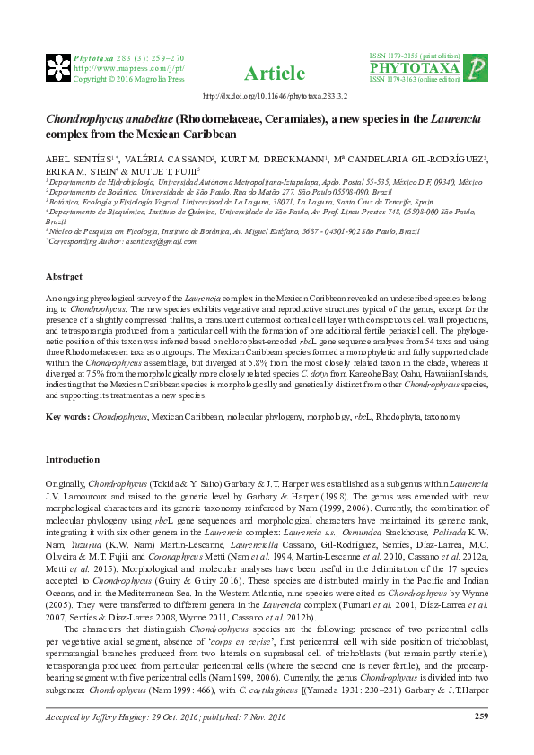 (PDF) Chondrophycus anabeliae (Rhodomelaceae, Ceramiales), a new ...