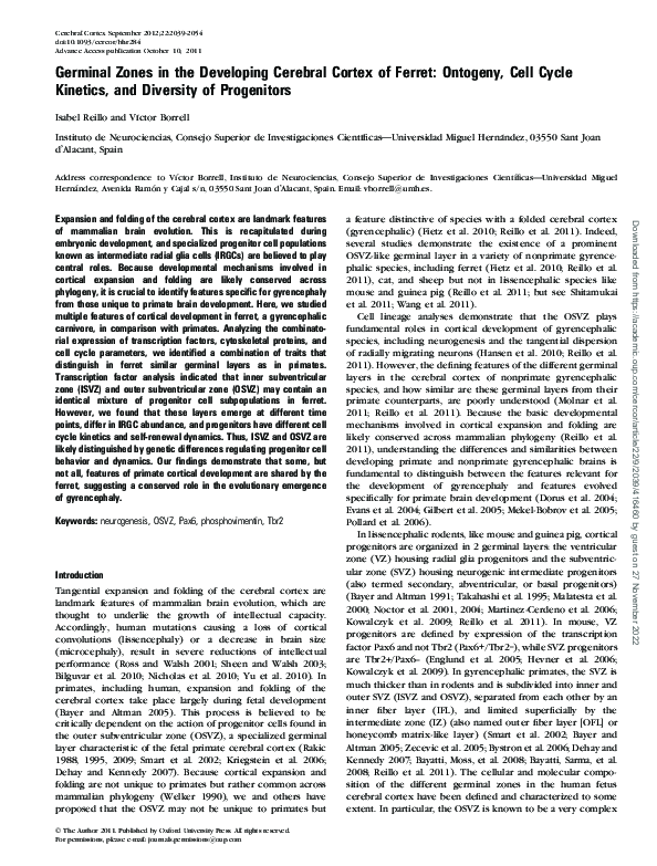 (PDF) Germinal Zones in the Developing Cerebral Cortex of Ferret ...