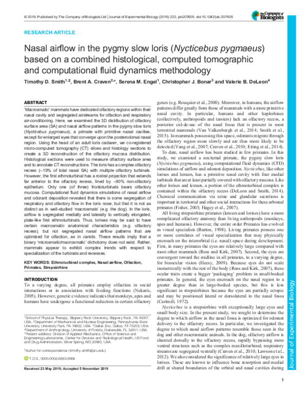 (PDF) Nasal airflow in the pygmy slow loris ( Nycticebus pygmaeus ) based on a combined ...