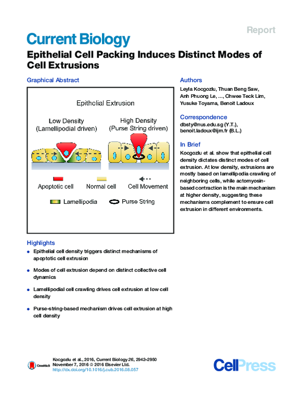(PDF) Epithelial Cell Packing Induces Distinct Modes of Cell Extrusions