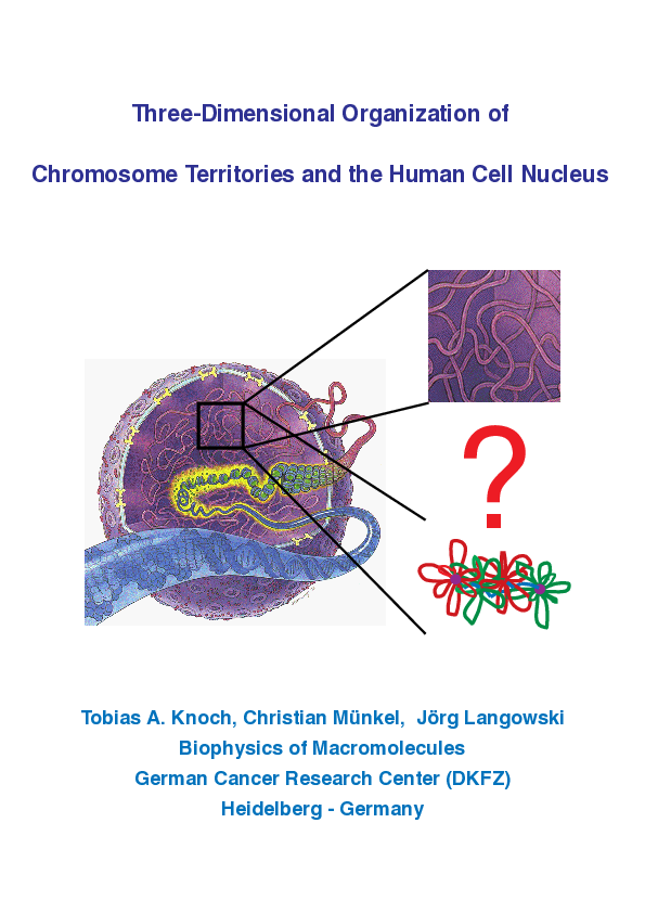 (PDF) Computer modelling of chromosome territories