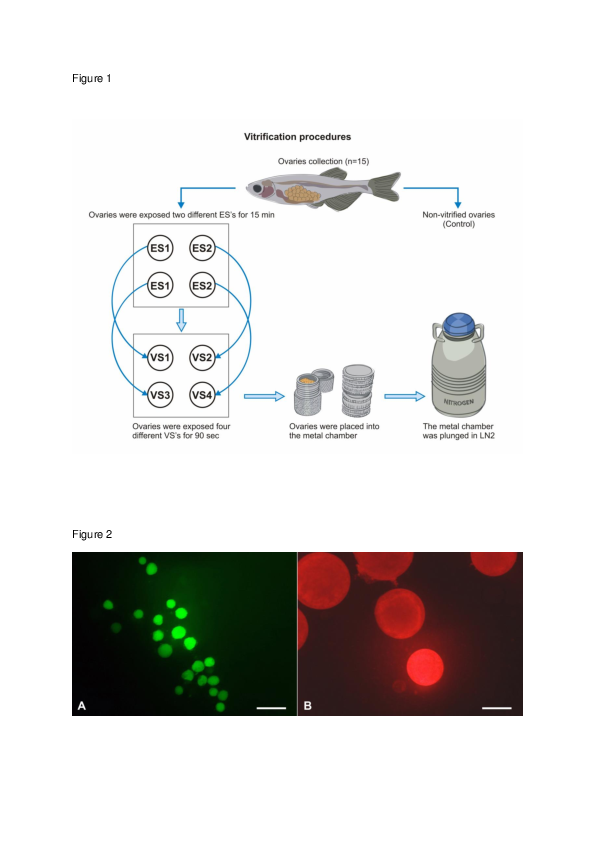 (PDF) Viability of zebrafish (Danio rerio) ovarian follicles after ...