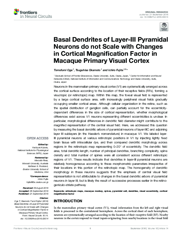 (PDF) Basal Dendrites of Layer-III Pyramidal Neurons do not Scale with ...