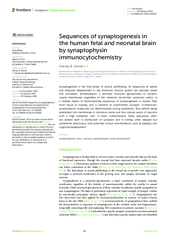 (PDF) Sequences of synaptogenesis in the human fetal and neonatal brain ...