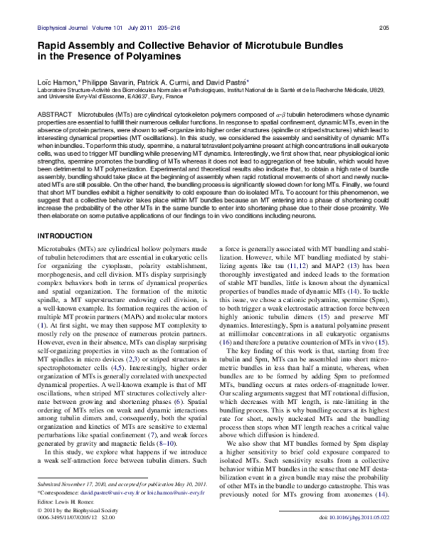 (PDF) Rapid Assembly and Collective Behavior of Microtubule Bundles in ...