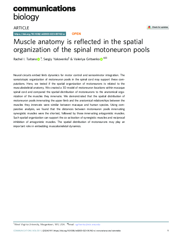 (PDF) Muscle anatomy is reflected in the spatial organization of the ...
