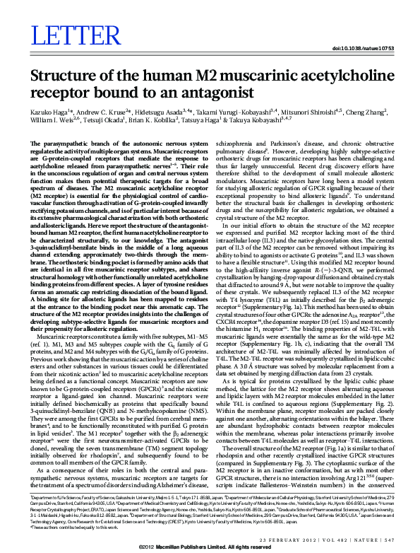 (PDF) Structure of the human M2 muscarinic acetylcholine receptor gene ...