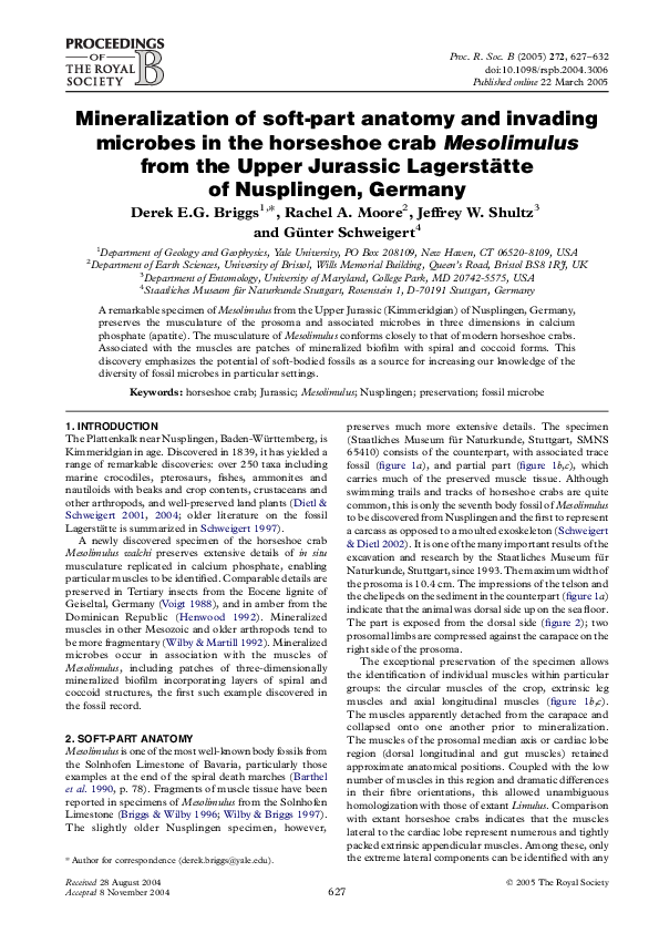 (PDF) Mineralization of soft-part anatomy and invading microbes in the ...