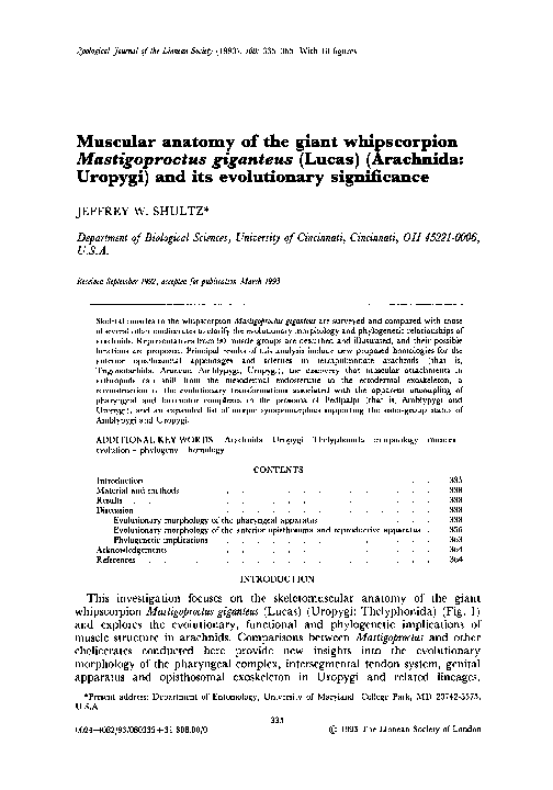 (PDF) Muscular anatomy of the giant whipscorpion Mastigoproctus ...