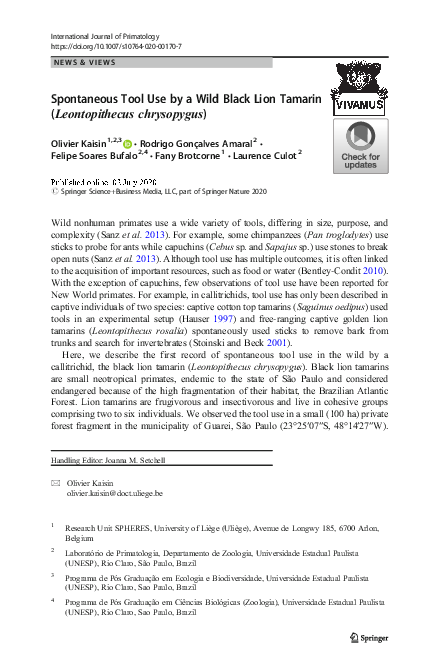 (PDF) Spontaneous Tool Use by a Wild Black Lion Tamarin (Leontopithecus ...