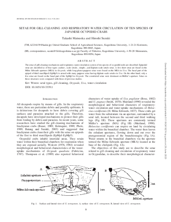 (PDF) Setae for Gill-Cleaning and Respiratory-Water Circulation of Ten ...