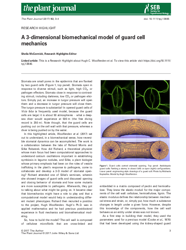 (PDF) A 3‐dimensional biomechanical model of guard cell mechanics