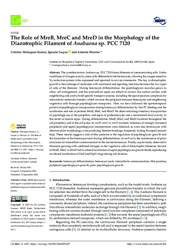 (PDF) The Role of MreB, MreC and MreD in the Morphology of the ...