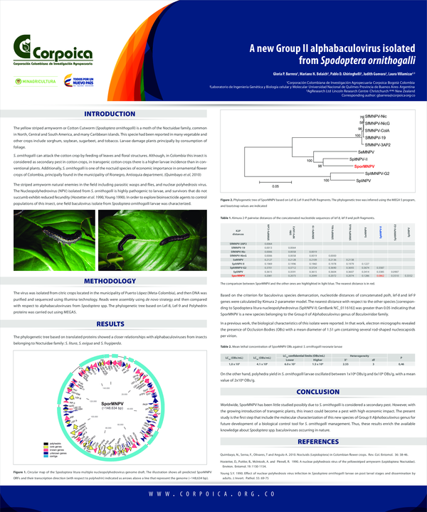 (PDF) A new Group II alphabaculovirus isolated from Spodoptera ornithogalli