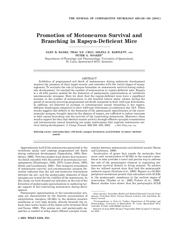 (PDF) Promotion of motoneuron survival and branching in rapsyn mutant mice