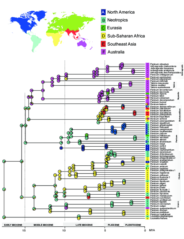 (PDF) Molecular phylogeny of Panicum s. str. (Poaceae, Panicoideae ...