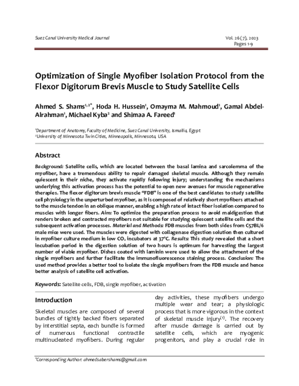 (PDF) Optimization of Single Myofiber Isolation Protocol from the ...