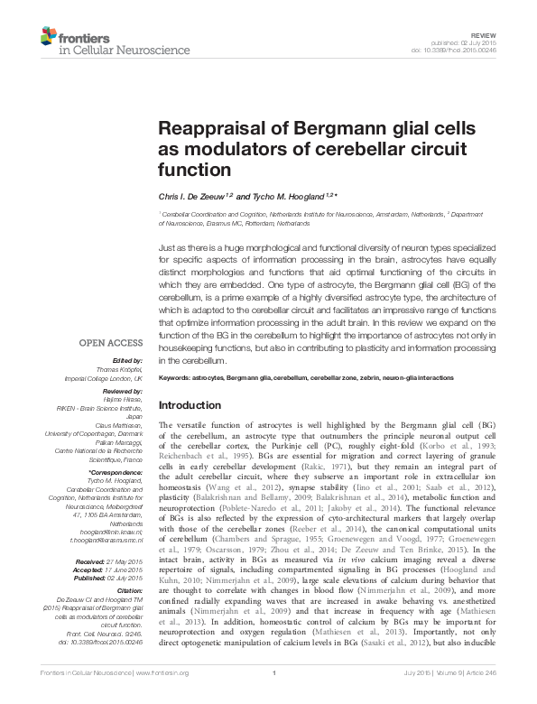 (PDF) Reappraisal of Bergmann glial cells as modulators of cerebellar ...