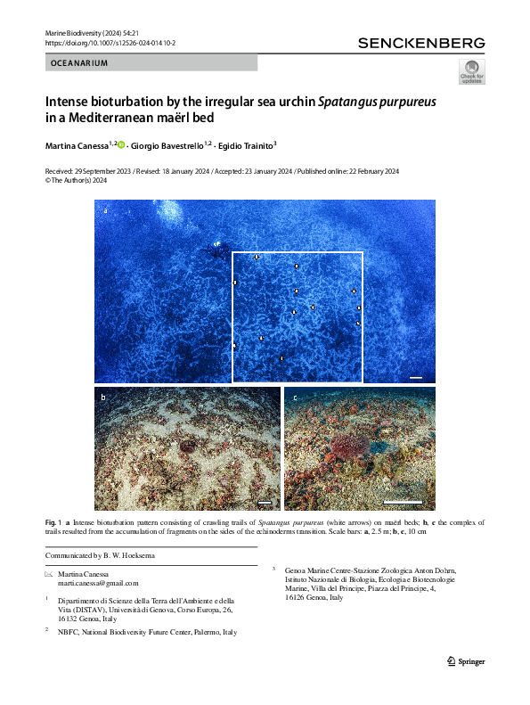(PDF) Intense bioturbation by the irregular sea urchin Spatangus ...