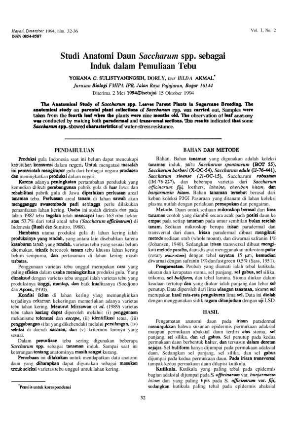 (PDF) Studi Anatomi Daun Saccharum spp. sebagai Induk dalam Pemuliaan Tebu