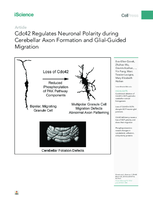 (PDF) Cdc42 Regulates Neuronal Polarity during Cerebellar Axon ...