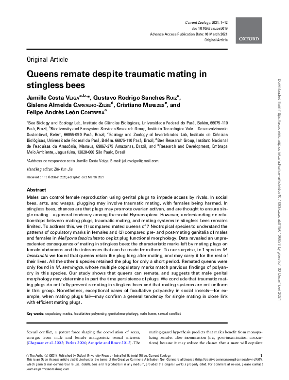 (PDF) Queens remate despite traumatic mating in stingless bees