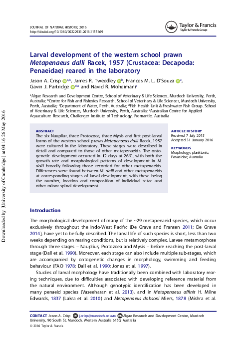 (PDF) Larval development of the western school prawn Metapenaeus dalli ...