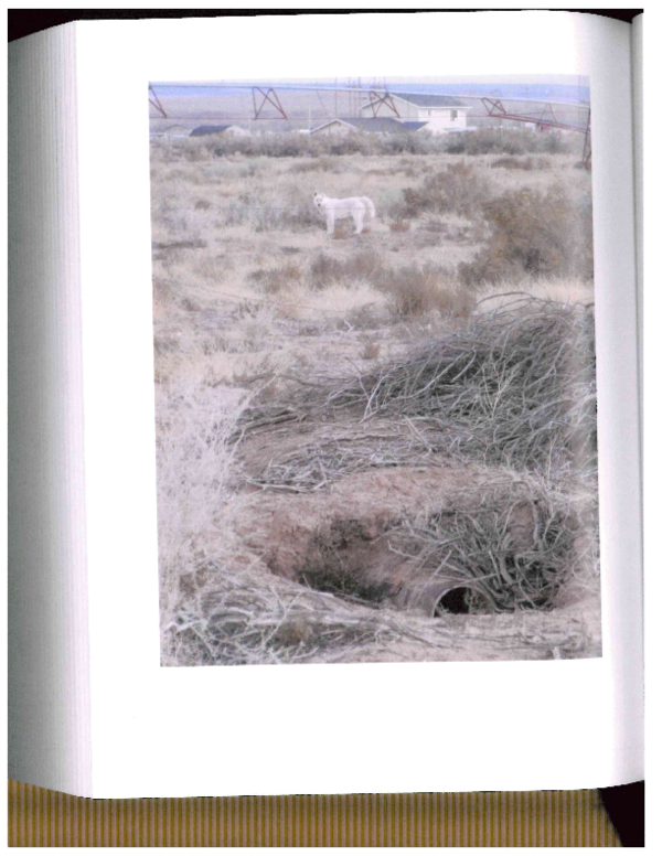 (PDF) Free-Ranging and Feral Domestic Dogs (Canis familiaris) and ...