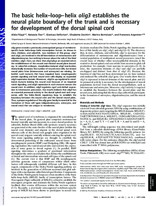 (PDF) The basic helix–loop–helix olig3 establishes the neural plate boundary of the trunk and is ...