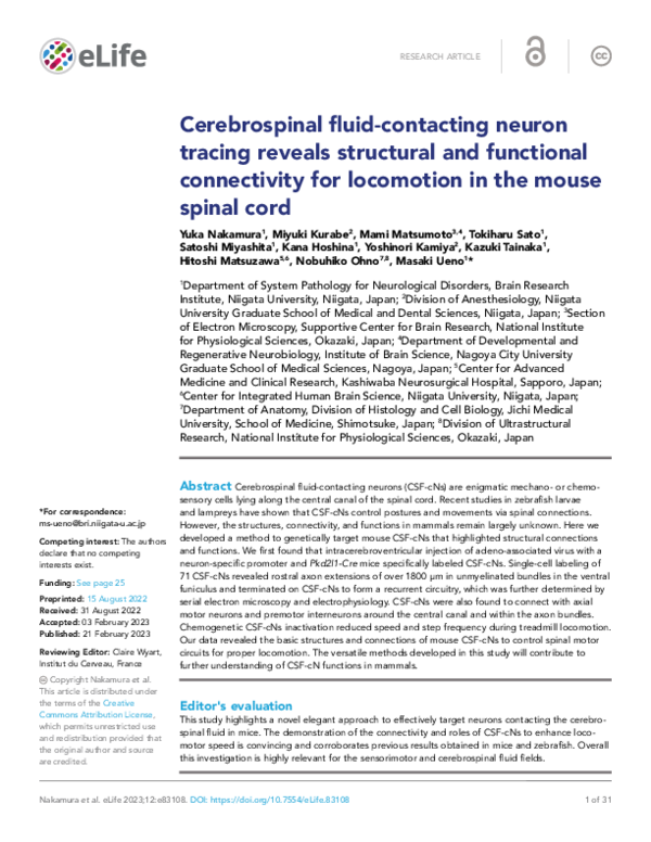 (PDF) Cerebrospinal fluid-contacting neuron tracing reveals structural ...