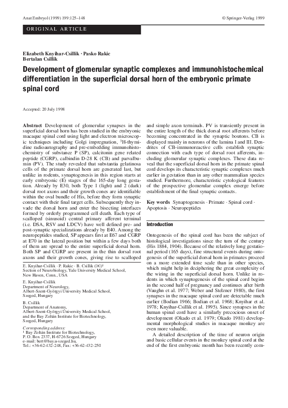 (PDF) Development of glomerular synaptic complexes and ...