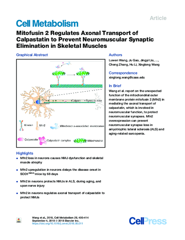 (PDF) Mitofusin 2 Regulates Axonal Transport of Calpastatin to Prevent ...