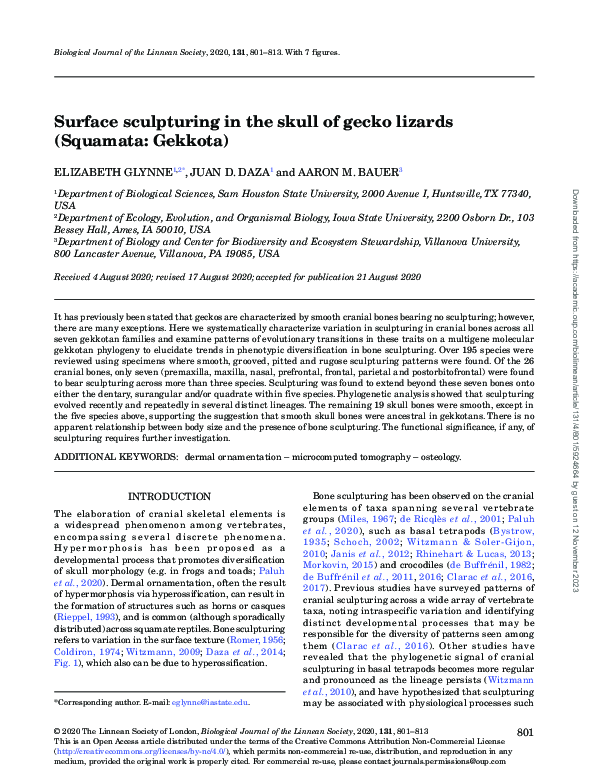 (PDF) Surface sculpturing in the skull of gecko lizards (Squamata: Gekkota)