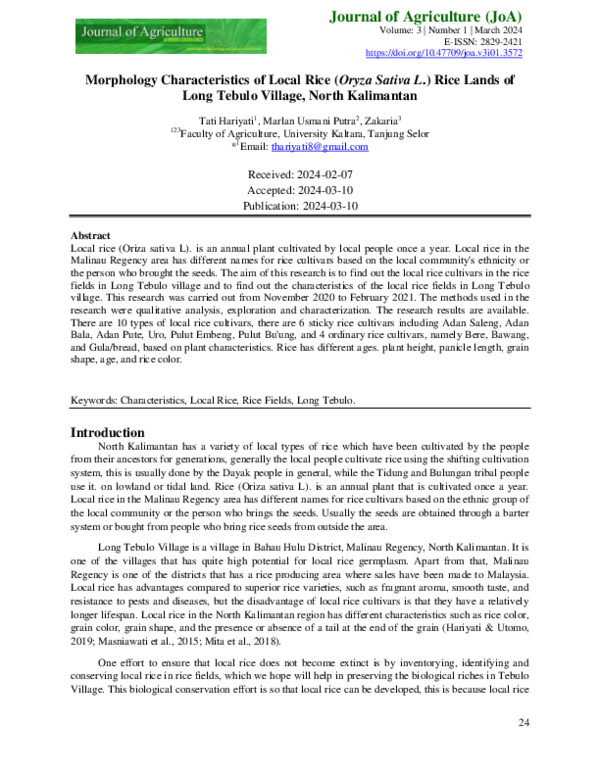 (PDF) Morphology Characteristics of Local Rice (Oryza Sativa L.) Rice ...