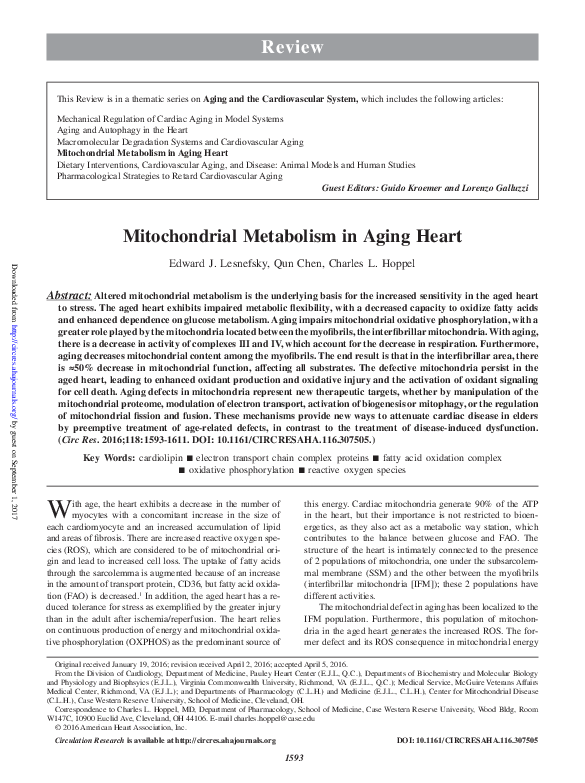 (PDF) Mitochondrial Metabolism in Aging Heart