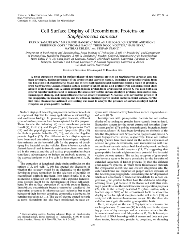 (PDF) Cell surface display of recombinant proteins on Staphylococcus ...