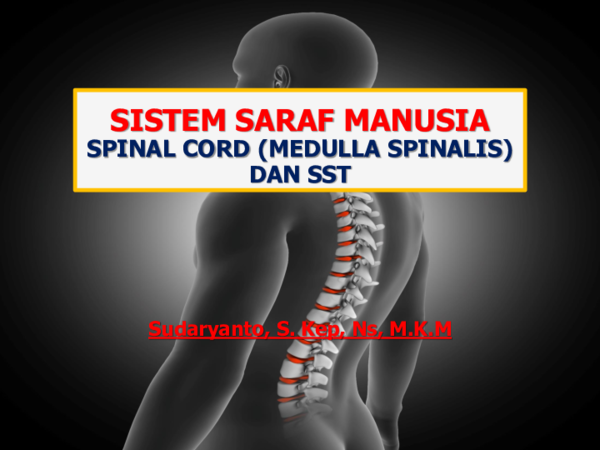 (PDF) Anatomi sistem saraf: Medulla spinalis dan pherypheral nervous system
