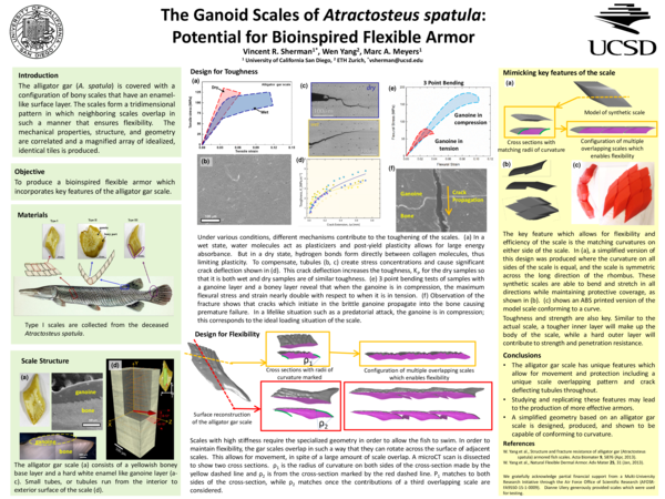 (PDF) The Ganoid Scales of Atractosteus spatula: Potential for ...