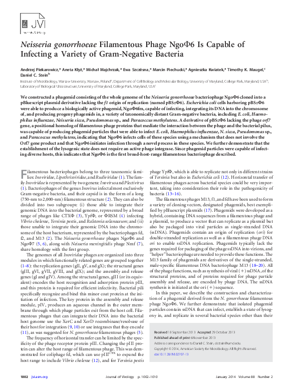 (PDF) Neisseria gonorrhoeae Filamentous Phage NgoΦ6 Is Capable of ...